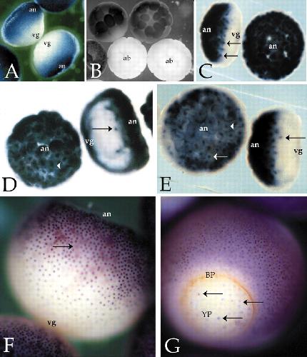Blastopore - JungleKey.fr Wiki