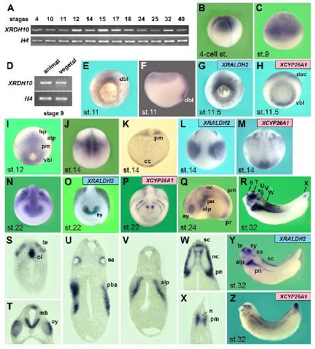 Blastopore - JungleKey.fr Wiki