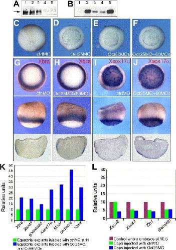 Blastopore - JungleKey.fr Wiki