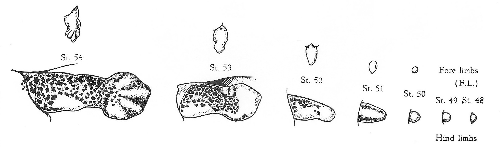 Xenopus Laevis Life Cycle