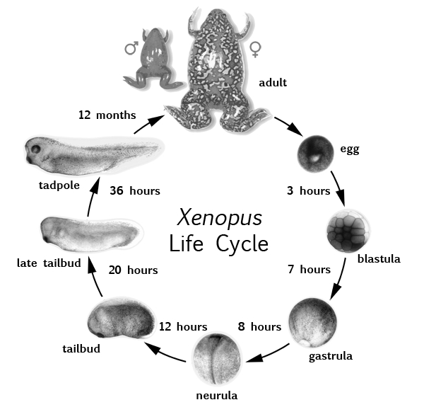 Xenopus Laevis Developmental Stages